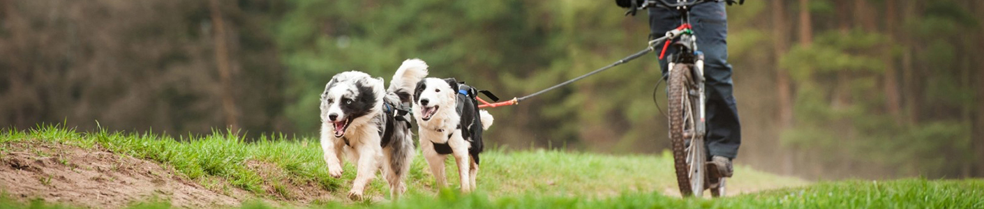 Chien - Maskotte - Concept store pour chiens et chats à Toulouse