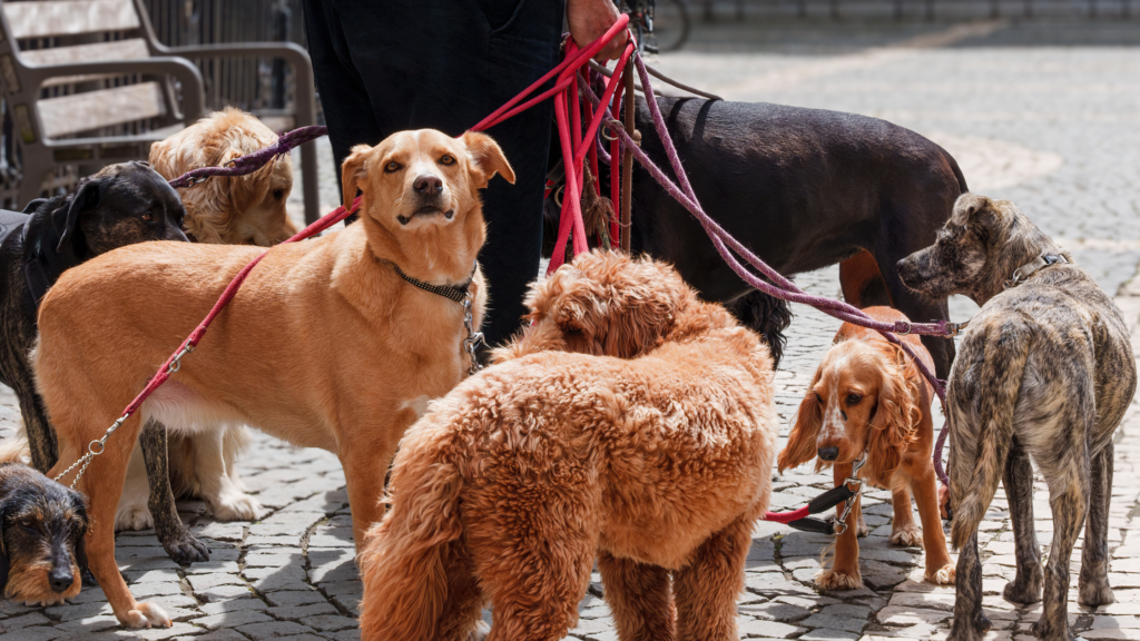 Longe, laisse ou enrouleur : comment choisir ? - Maskotte - Concept ...