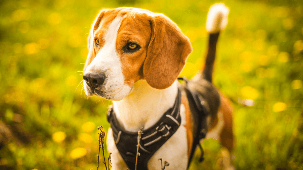 Quel harnais choisir pour son chien ? Comparatif des harnais en Y, en H ...
